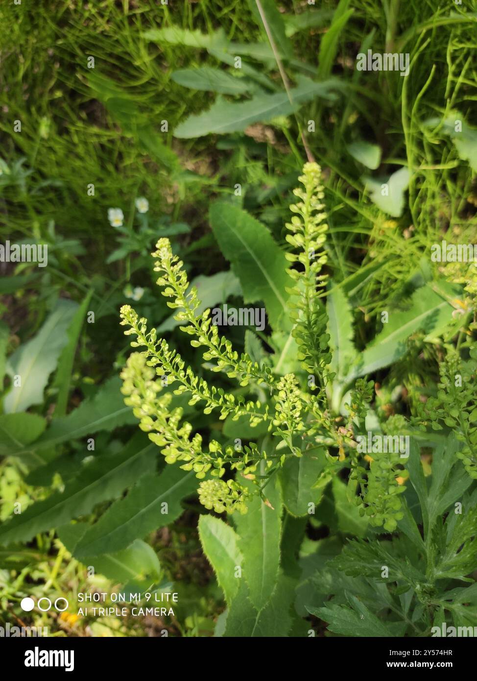 Common Peppergrass (Lepidium densiflorum) Plantae Stock Photo - Alamy