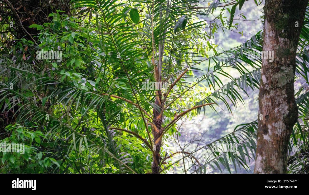 Rattan tree in the jungle. Rattan were also historically known as ...