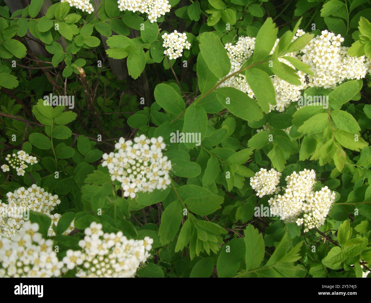 Russian Spirea (Spiraea media) Plantae Stock Photo - Alamy