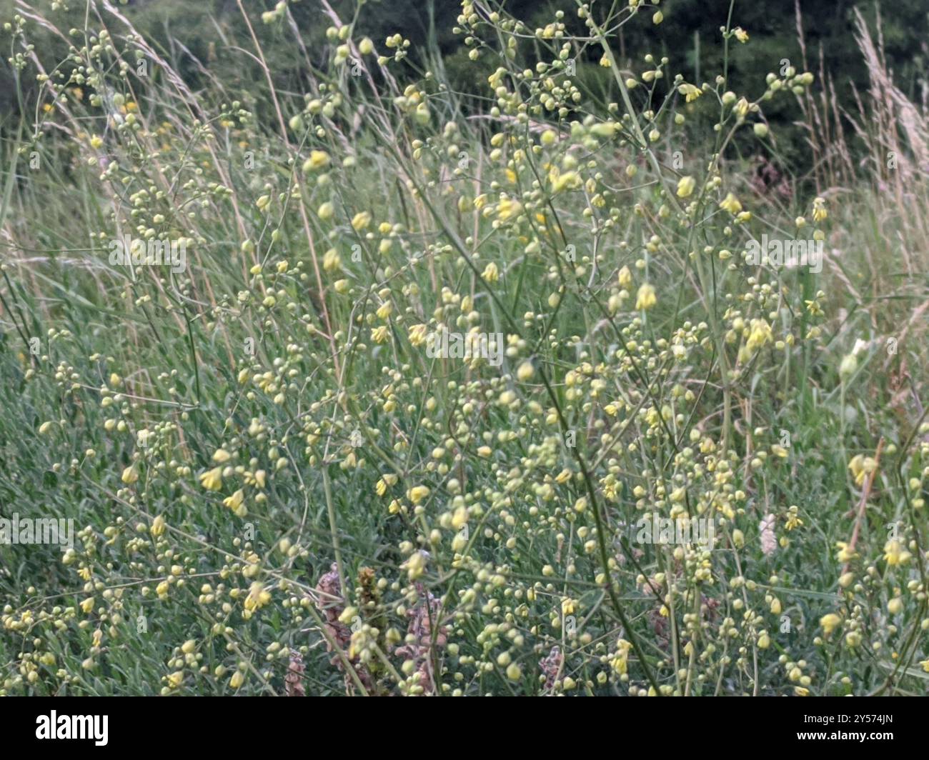 Lesser Meadow-rue (Thalictrum minus) Plantae Stock Photo - Alamy