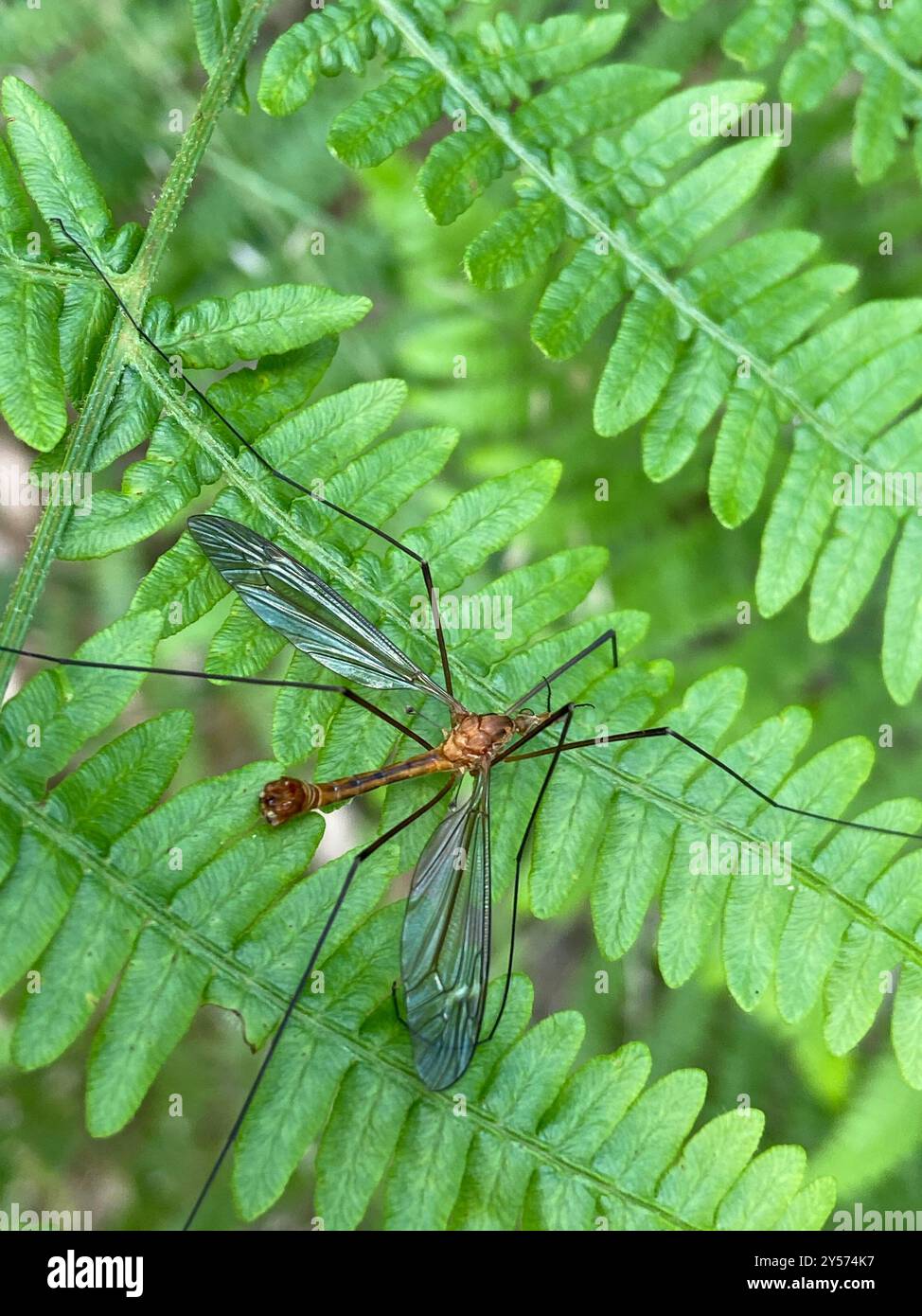European Crane Fly (Tipula paludosa) Insecta Stock Photo - Alamy