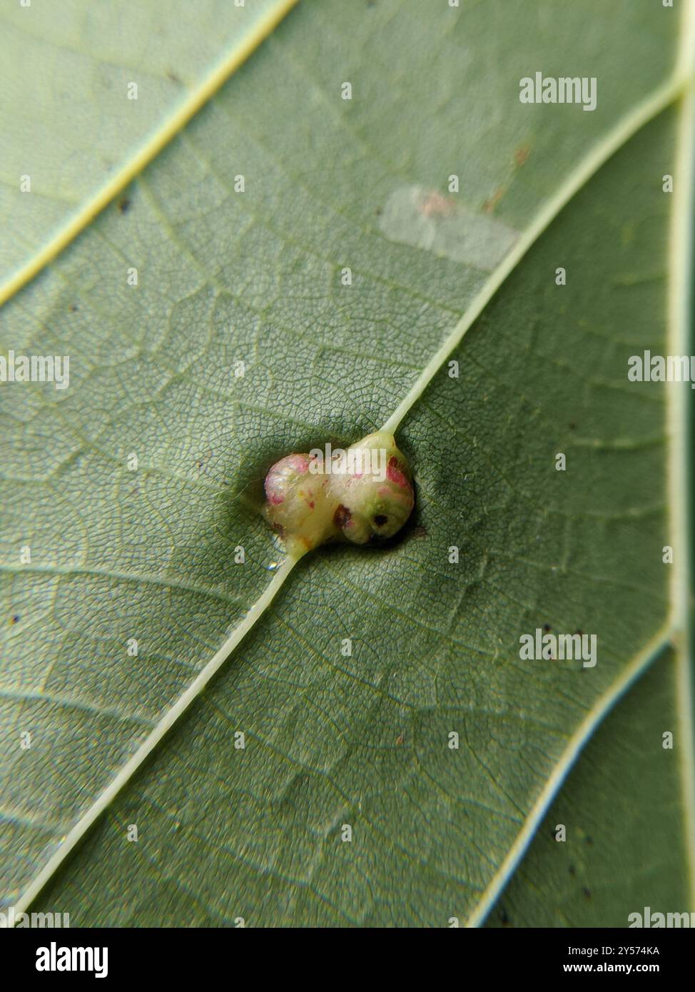 Linden Wart Gall Midge (Contarinia verrucicola) Insecta Stock Photo - Alamy