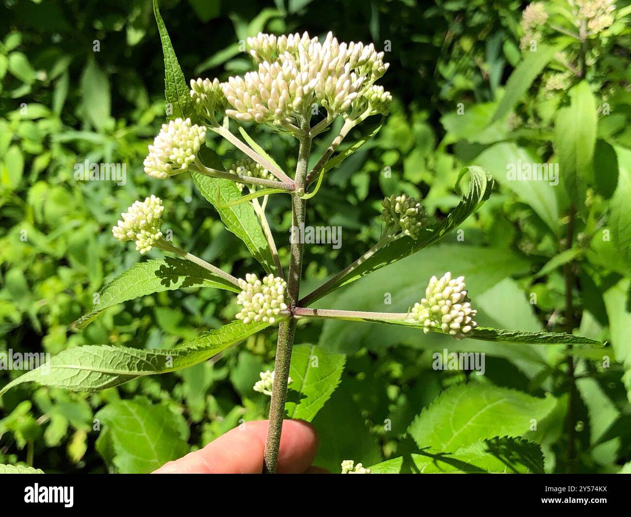 Joe-Pye weeds (Eutrochium) Plantae Stock Photo - Alamy