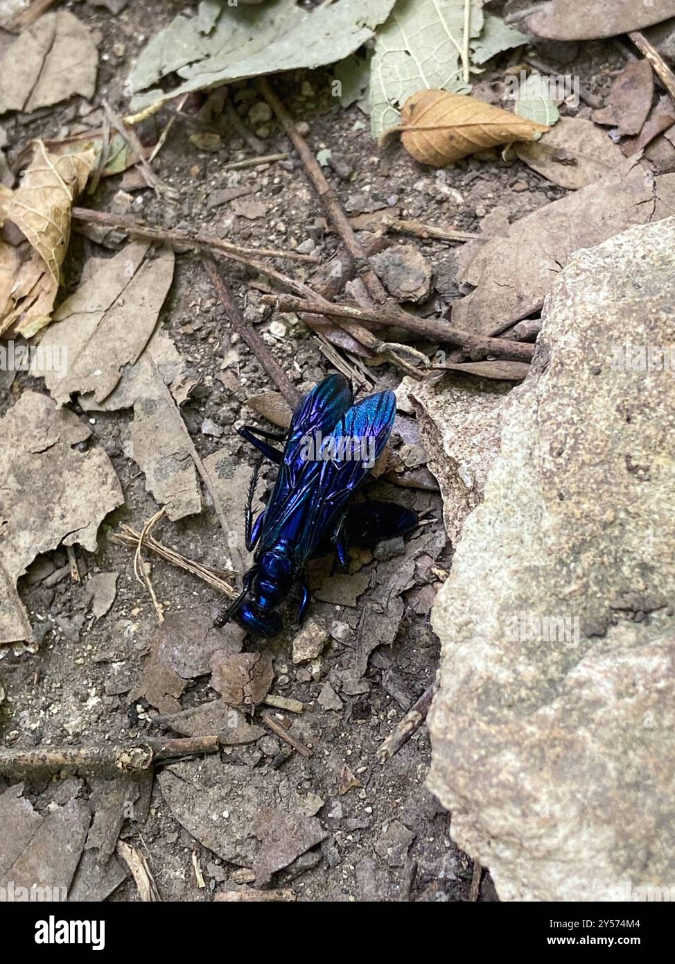 Steel-blue Cricket-hunter Wasp (Chlorion aerarium) Insecta Stock Photo ...