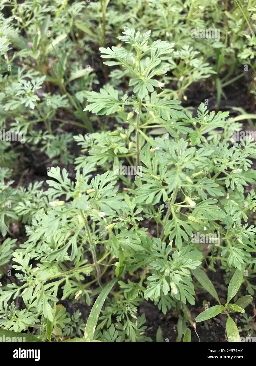Obi-Wan conobea (Leucospora multifida) Plantae Stock Photo - Alamy