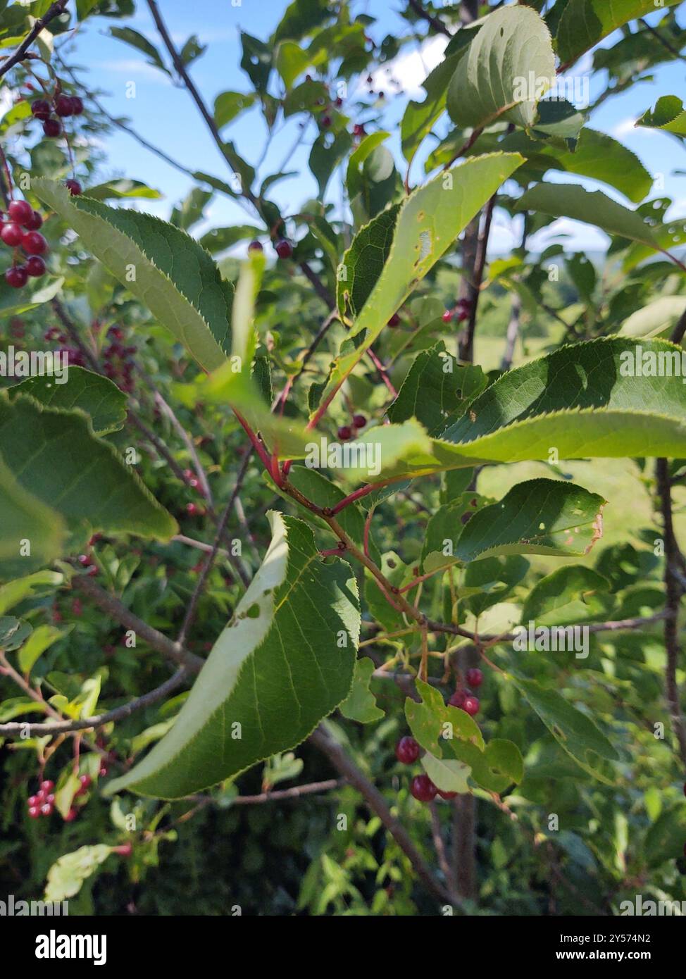 chokecherry (Prunus virginiana) Plantae Stock Photo - Alamy