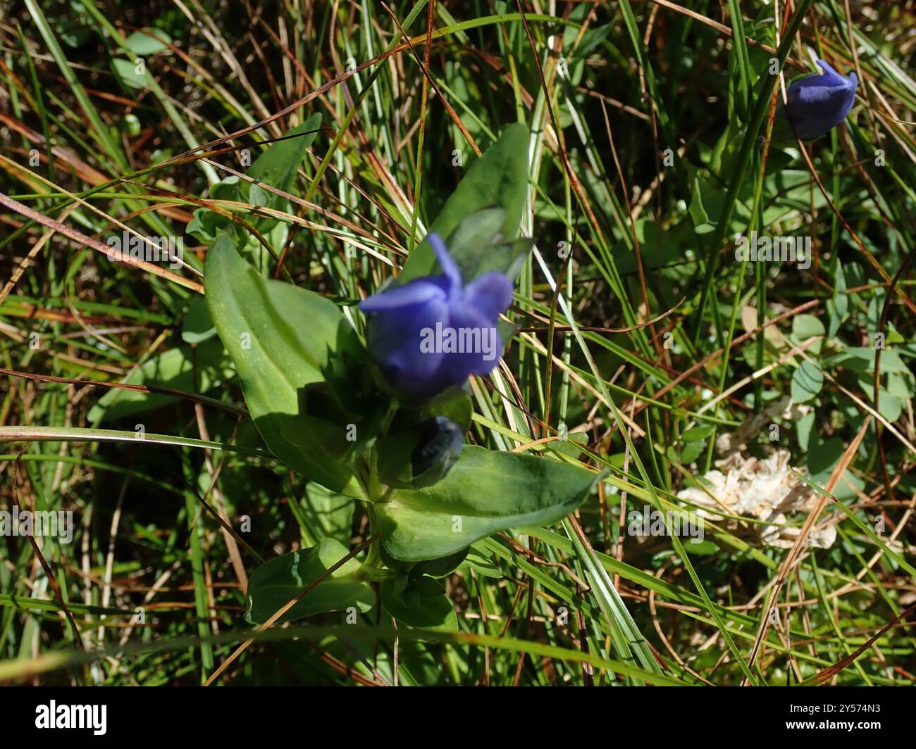 king's scepter gentian (Gentiana sceptrum) Plantae Stock Photo - Alamy