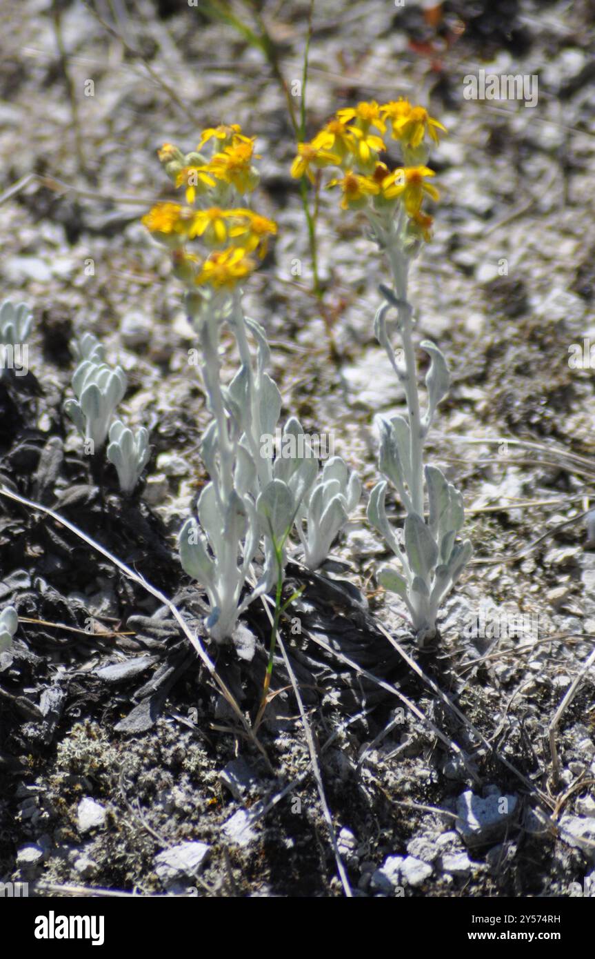 woolly groundsel (Packera cana) Plantae Stock Photo - Alamy