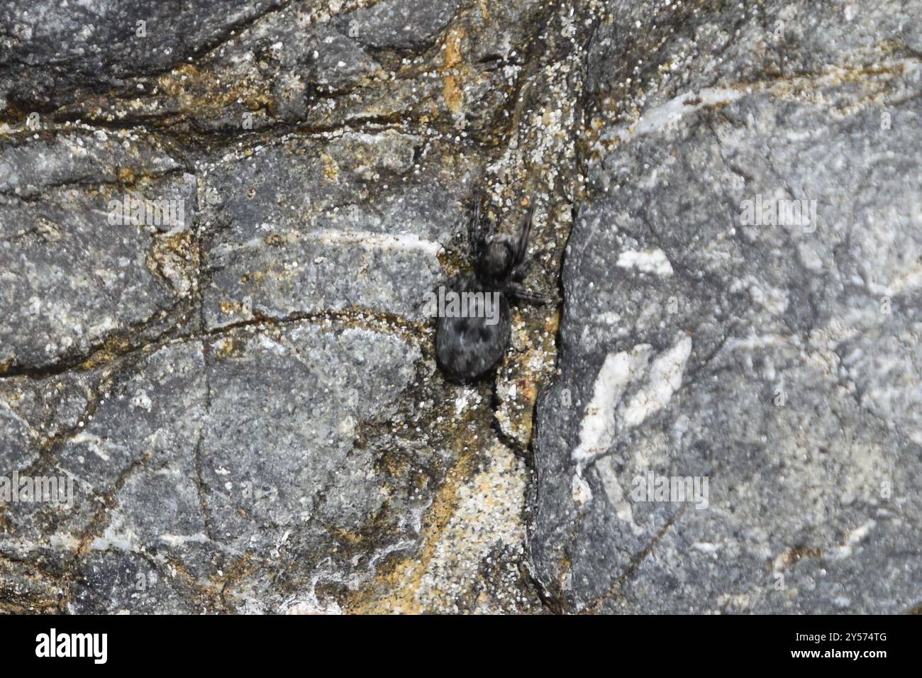 Intertidal Jumping Spider (Terralonus californicus) Arachnida Stock ...