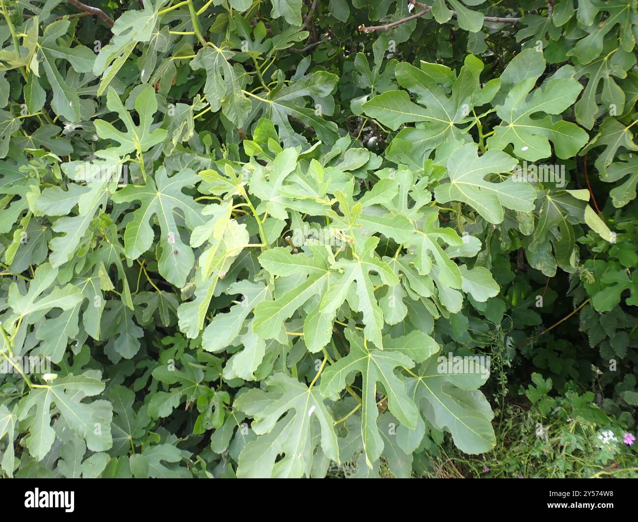 common fig (Ficus carica) Plantae Stock Photo - Alamy