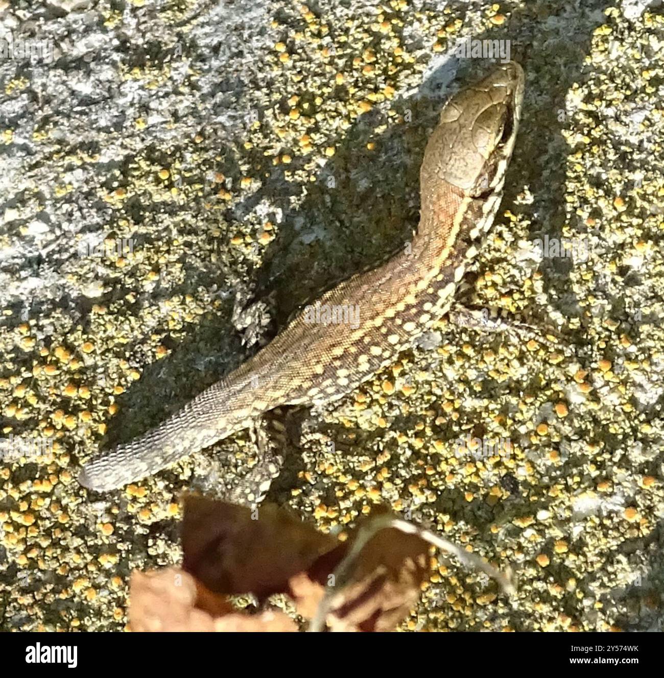 Common Wall Lizard (Podarcis muralis) Reptilia Stock Photo - Alamy