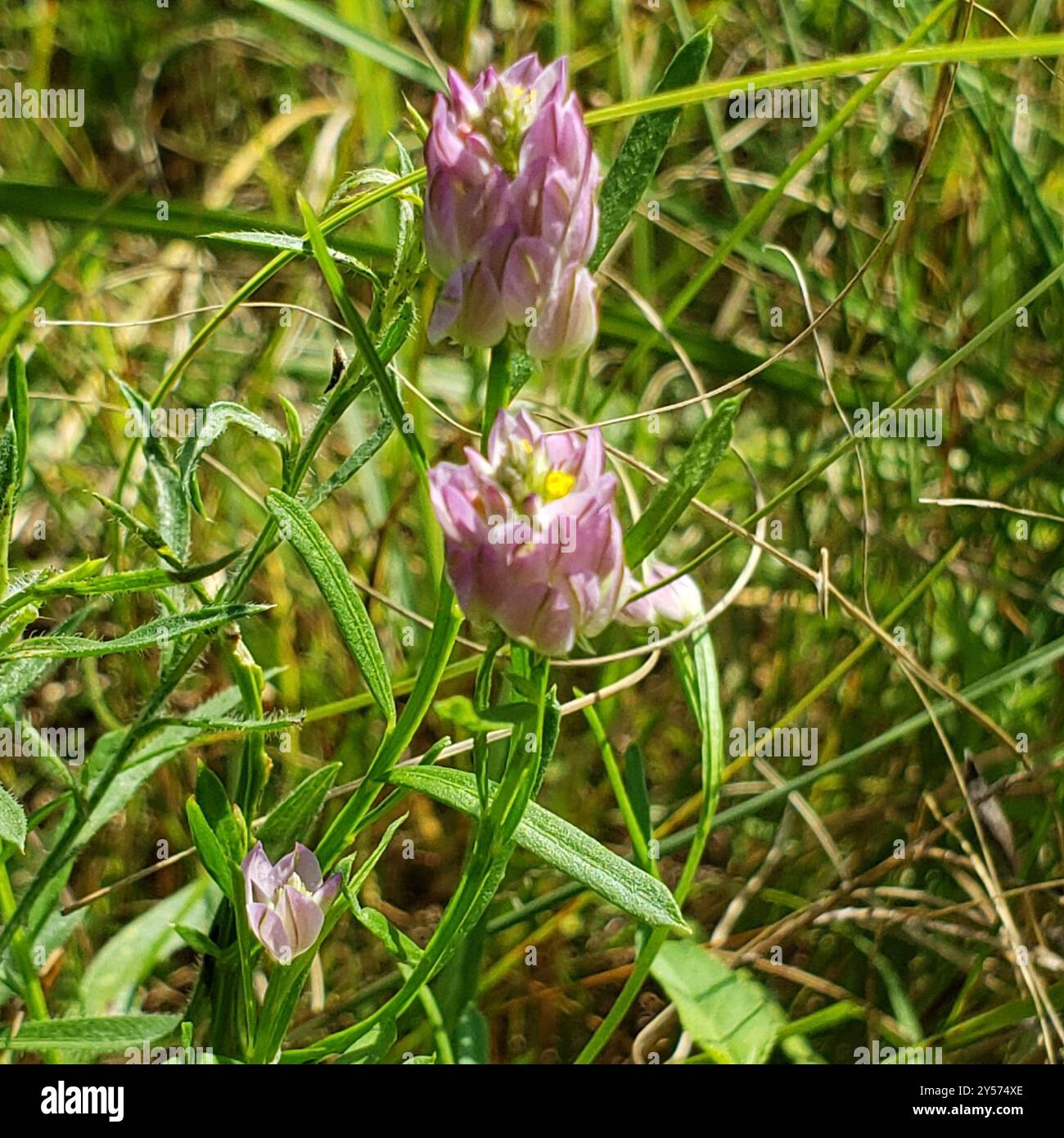 field milkwort (Senega sanguinea) Plantae Stock Photo - Alamy