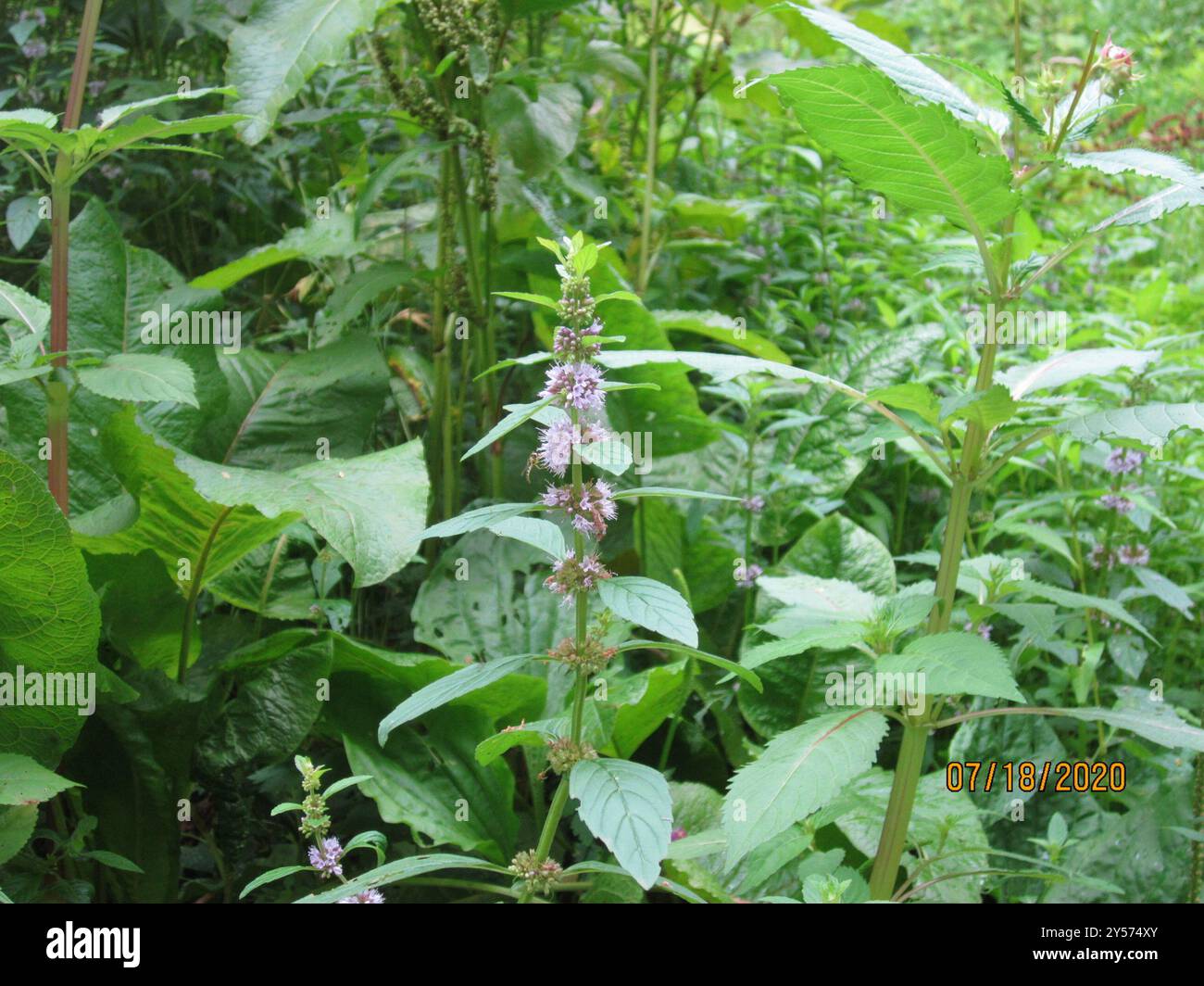 corn mint (Mentha arvensis) Plantae Stock Photo - Alamy