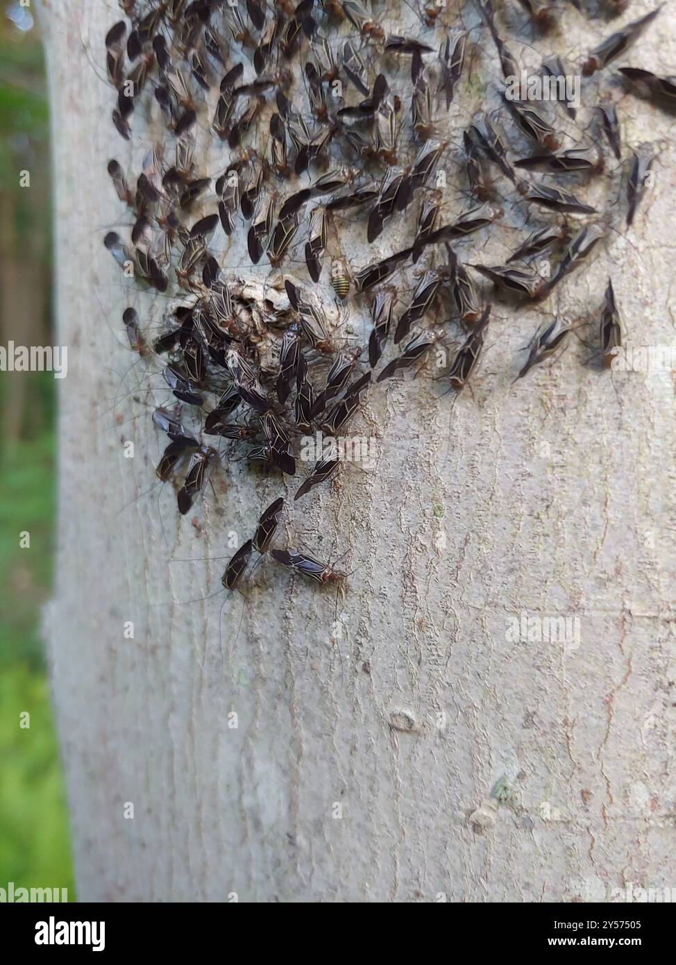 Tree Cattle (Cerastipsocus venosus) Insecta Stock Photo - Alamy