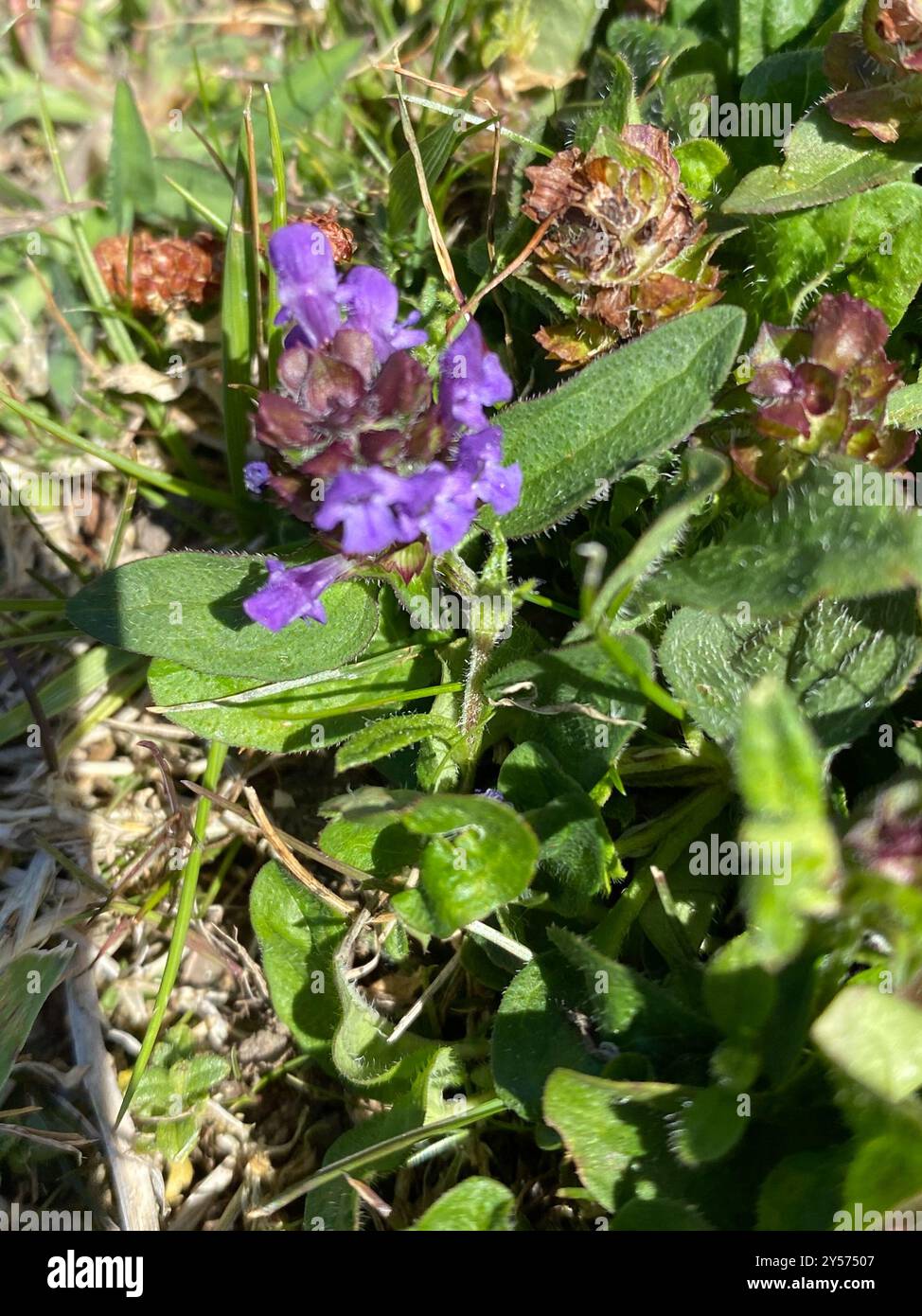 common selfheal (Prunella vulgaris) Plantae Stock Photo - Alamy