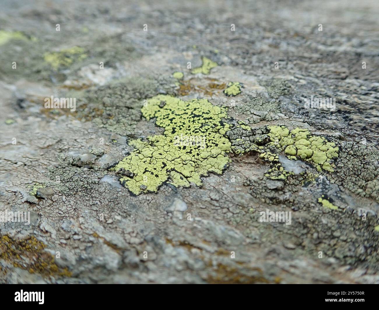 yellow map lichen (Rhizocarpon geographicum) Fungi Stock Photo - Alamy