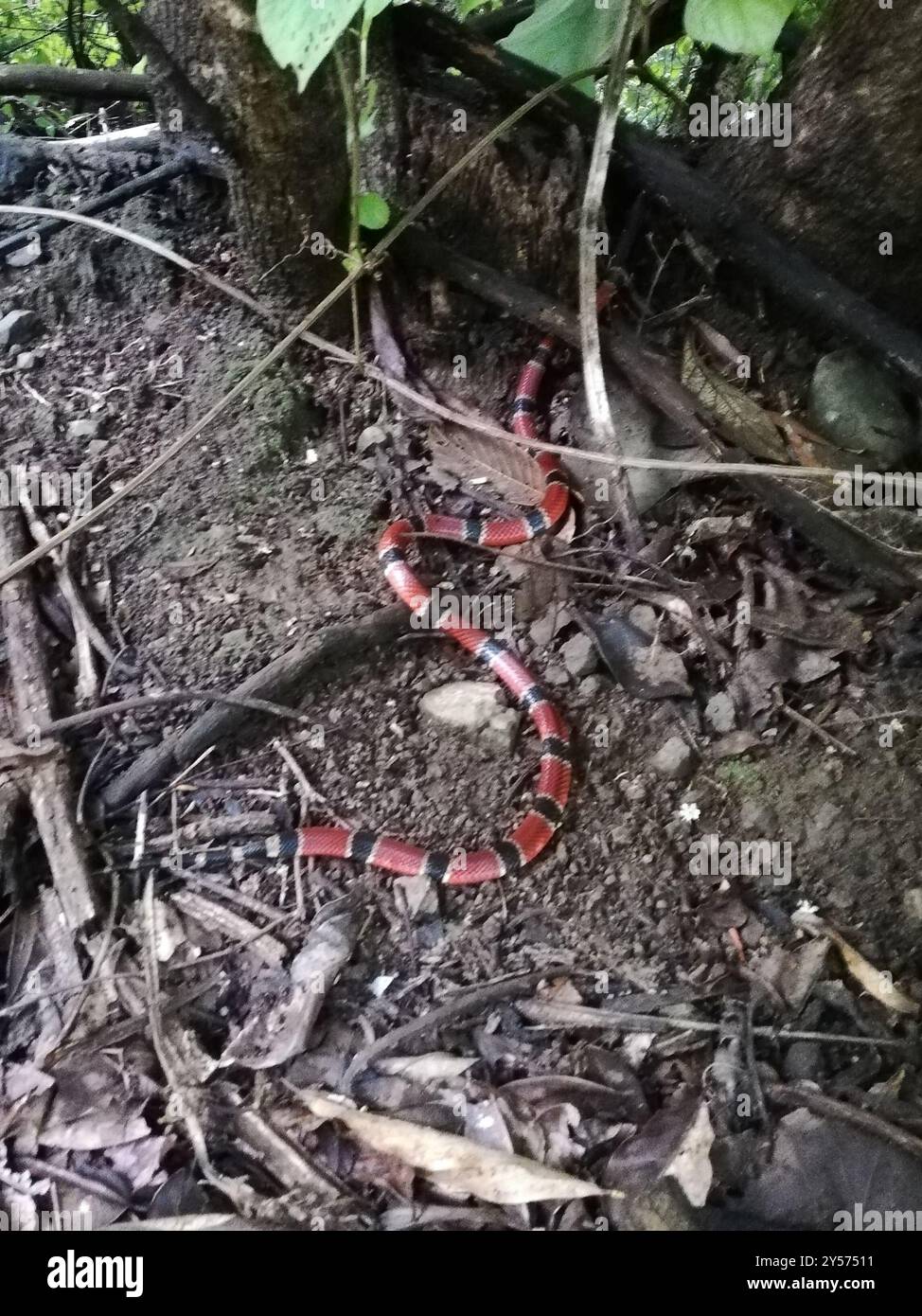 Central American Coralsnake (Micrurus nigrocinctus) Reptilia Stock ...
