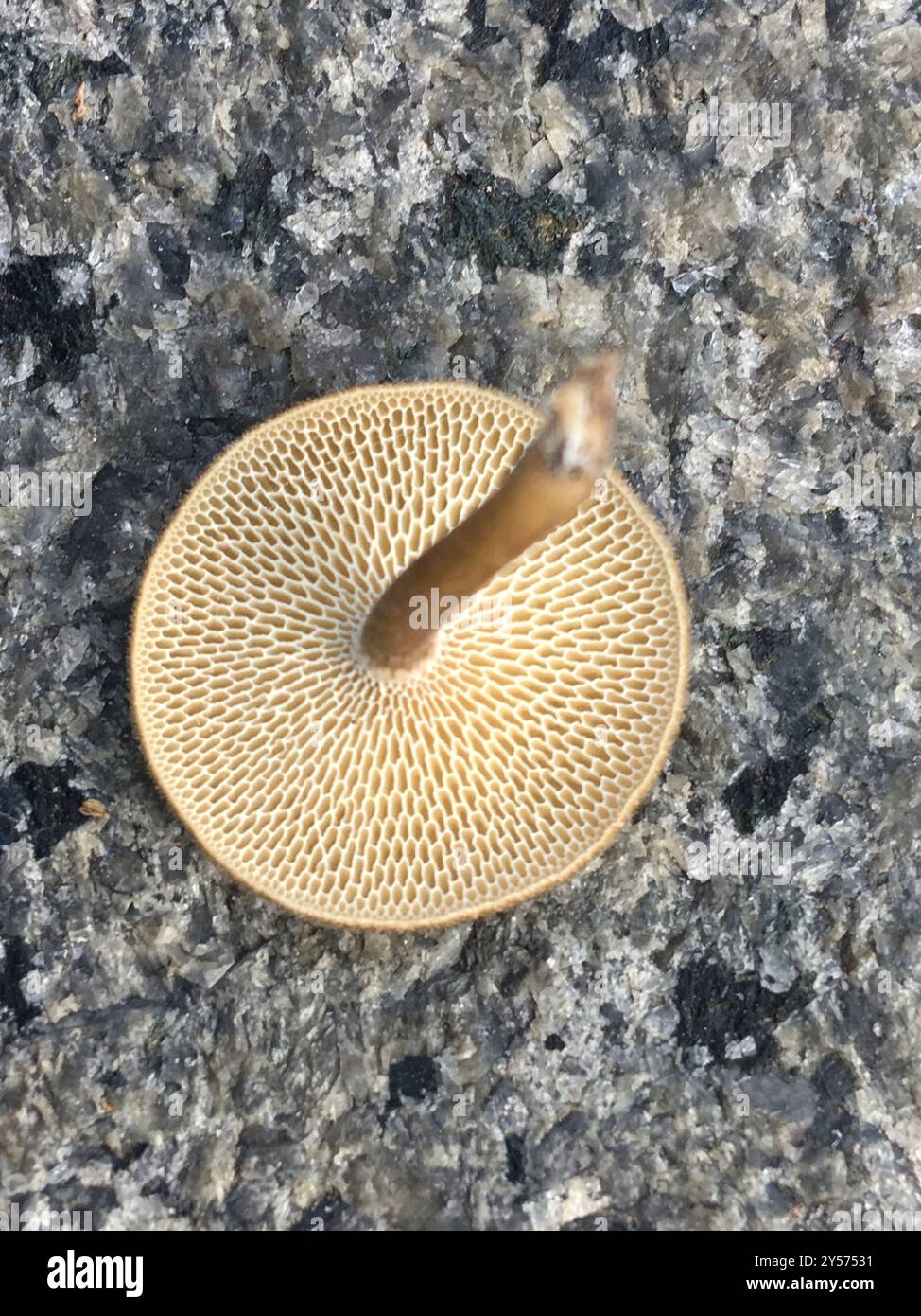 Spring Polypore (Lentinus arcularius) Fungi Stock Photo - Alamy