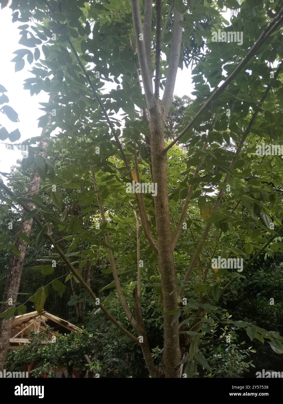 Fence Post Tree (Gliricidia sepium) Plantae Stock Photo - Alamy