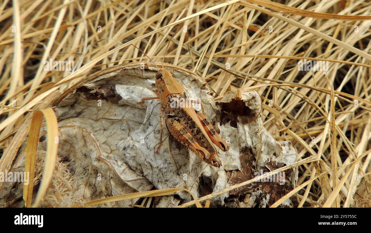Italian locust (Calliptamus italicus) Insecta Stock Photo - Alamy