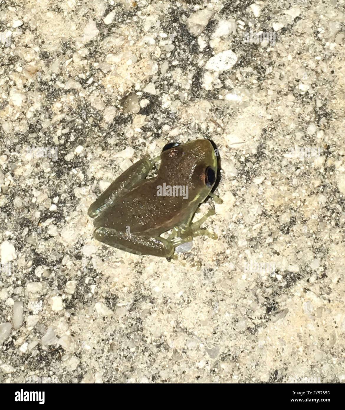 Cuban Tree Frog (Osteopilus septentrionalis) Amphibia Stock Photo - Alamy