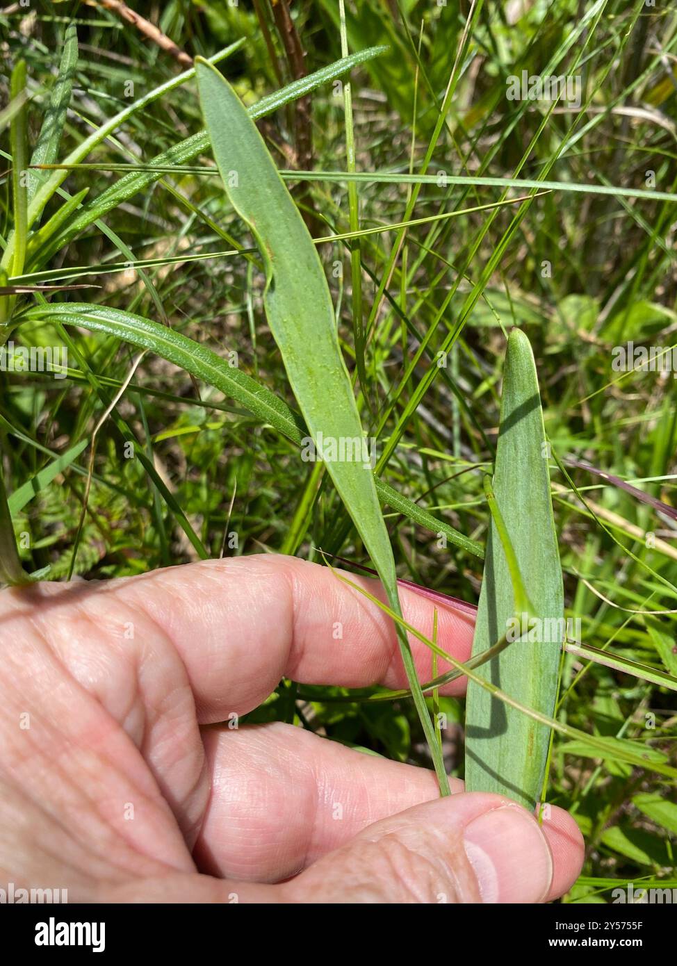 large spreading pogonia (Cleistesiopsis divaricata) Plantae Stock Photo ...
