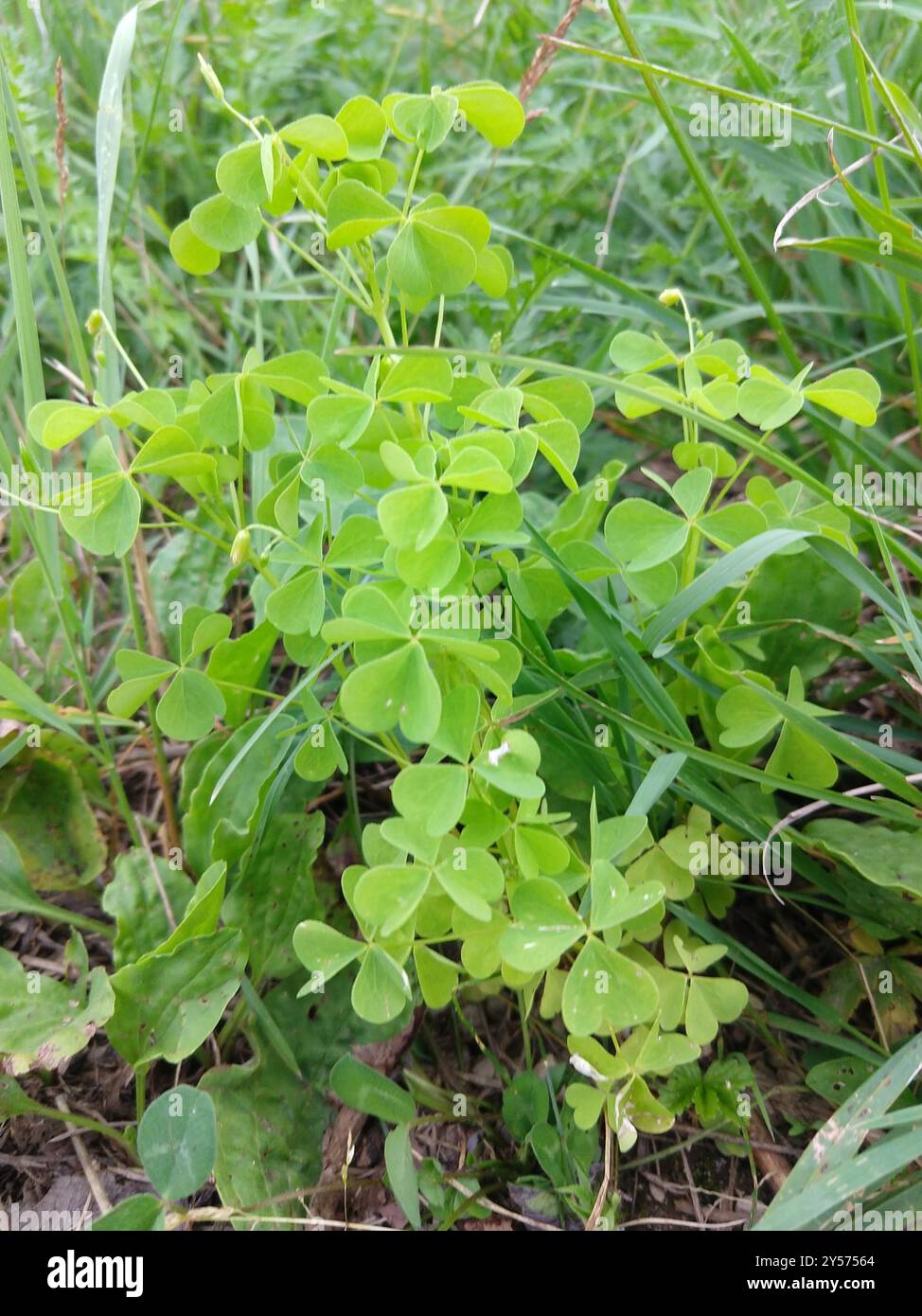 upright yellow woodsorrel (Oxalis stricta) Plantae Stock Photo - Alamy