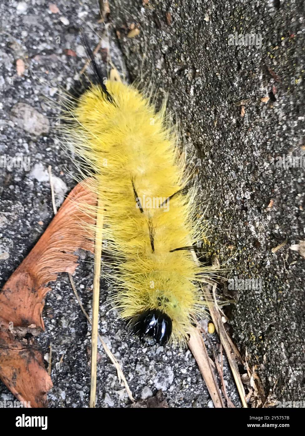 American Dagger (Acronicta americana) Insecta Stock Photo - Alamy