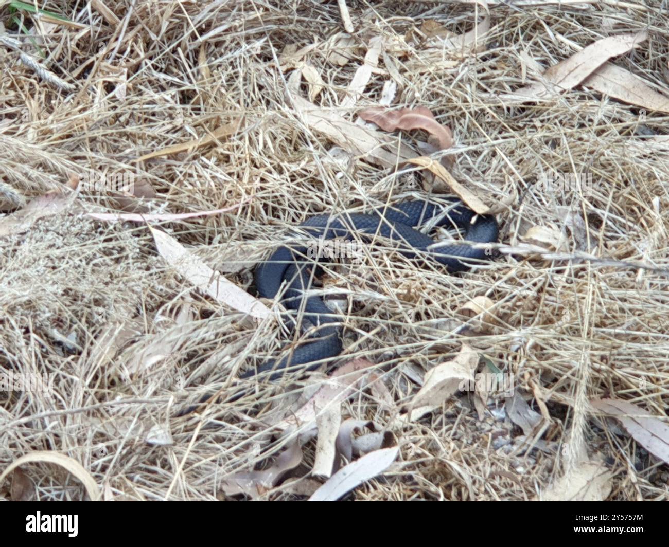 Pygmy Copperhead (Austrelaps labialis) Reptilia Stock Photo - Alamy