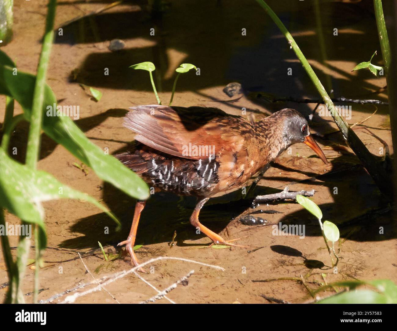 Virginia Rail (Rallus limicola) Aves Stock Photo - Alamy