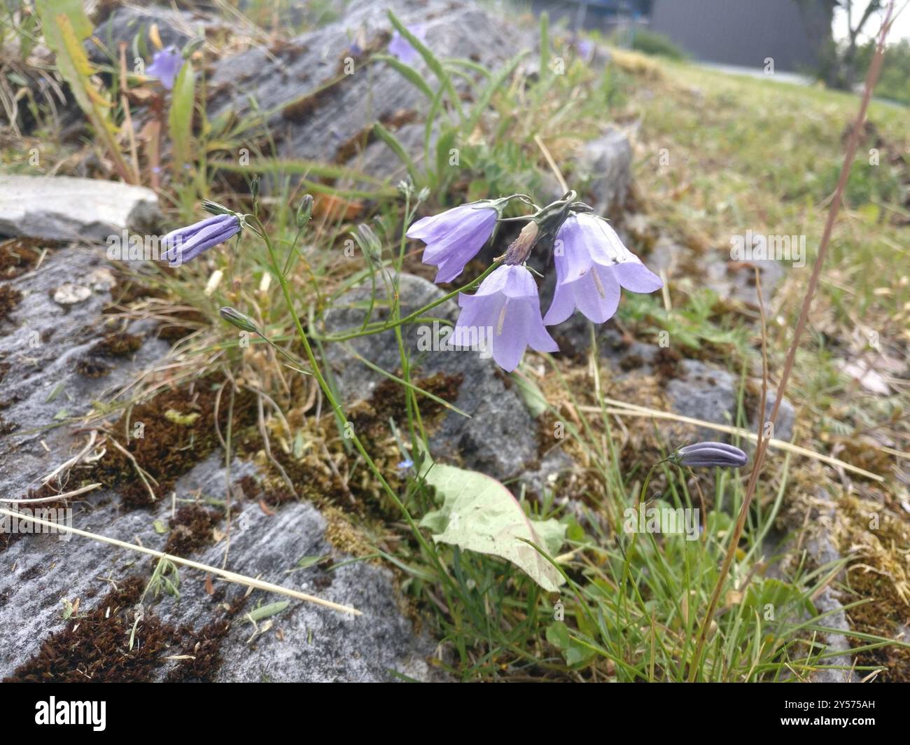 Common Harebell (Campanula rotundifolia) Plantae Stock Photo - Alamy