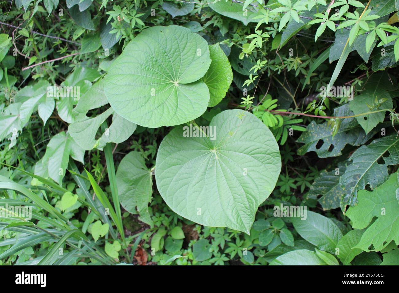 pariparoba (Piper umbellatum) Plantae Stock Photo - Alamy