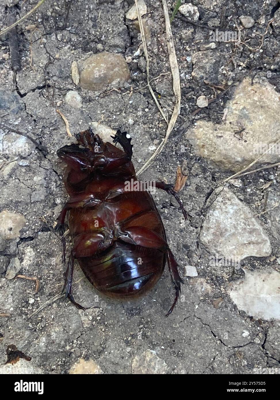 Ox Beetles (Strategus) Insecta Stock Photo - Alamy
