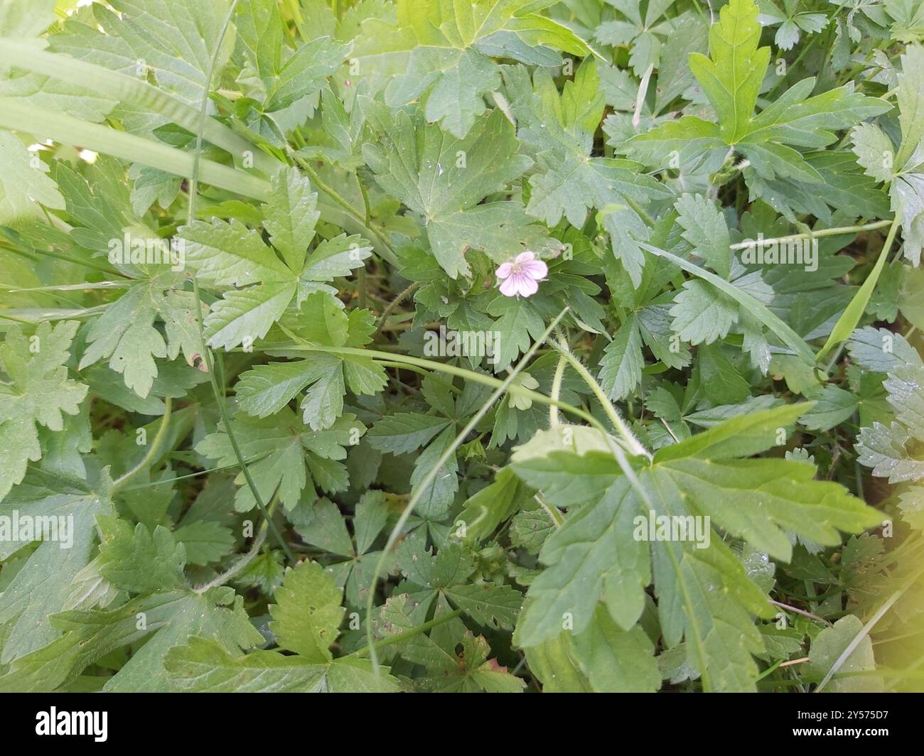 Siberian Crane's-bill (Geranium sibiricum) Plantae Stock Photo - Alamy