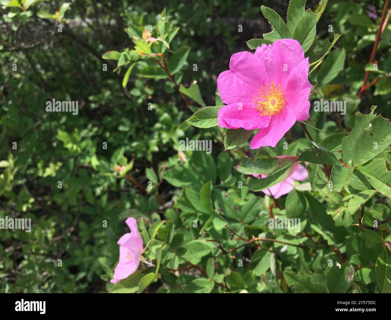swamp rose (Rosa palustris) Plantae Stock Photo - Alamy