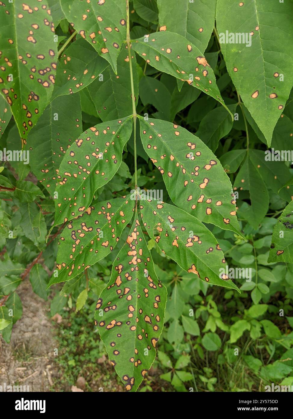 Ash Leaf Spot (Mycosphaerella fraxinicola) Fungi Stock Photo - Alamy