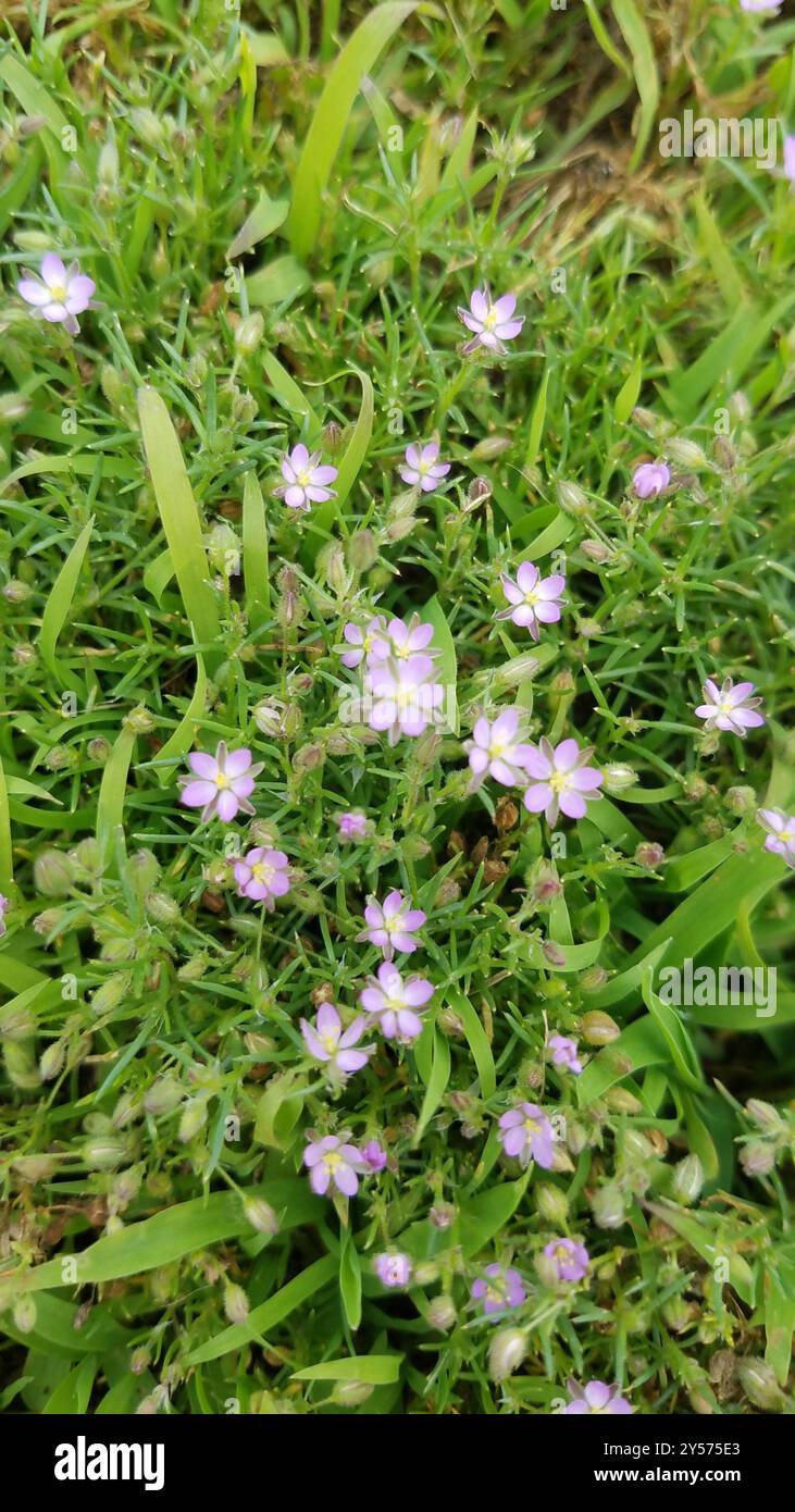 Red Sand Spurrey (Spergularia rubra) Plantae Stock Photo - Alamy