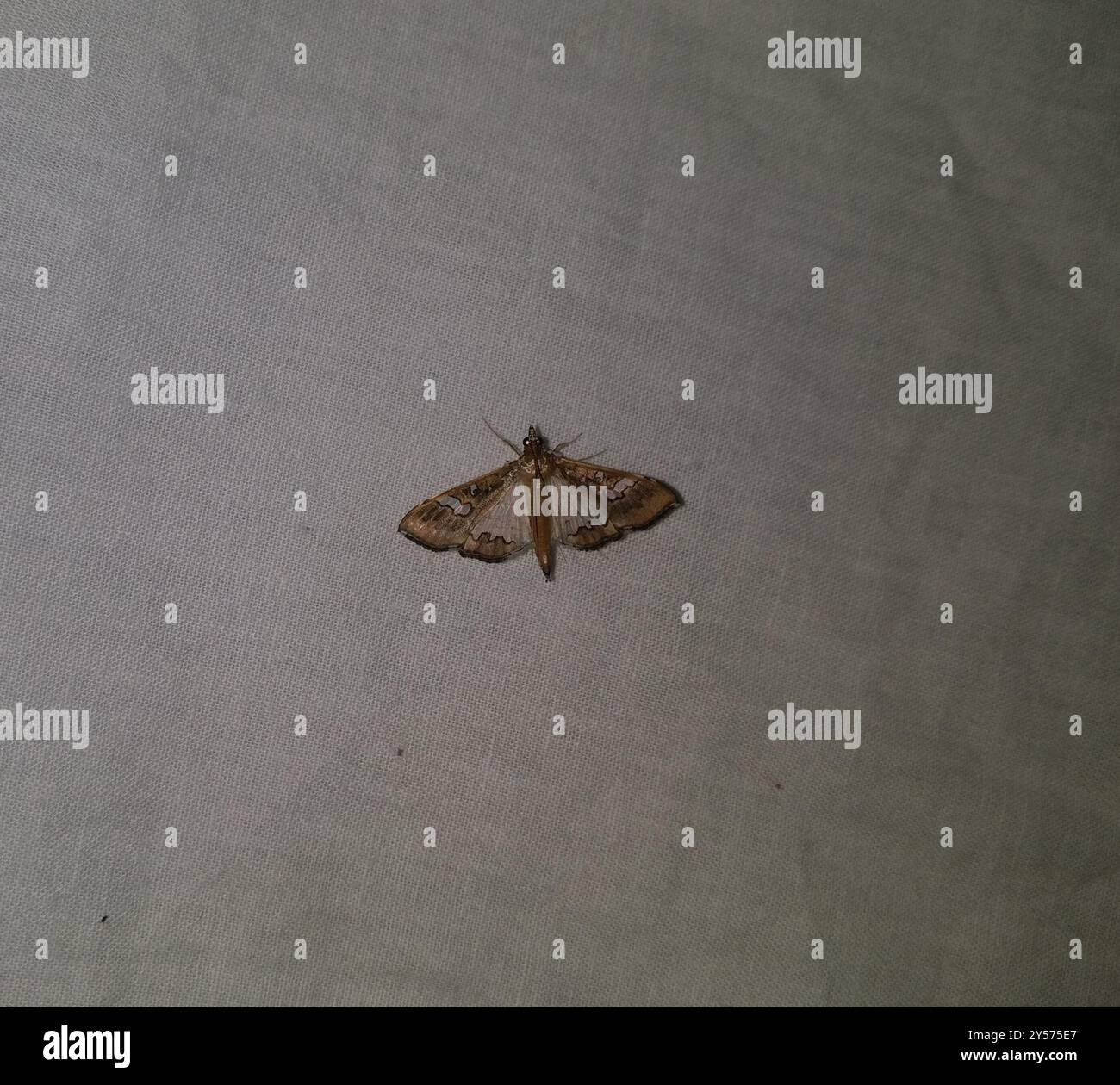Mung Bean Moth (Maruca vitrata) Insecta Stock Photo - Alamy