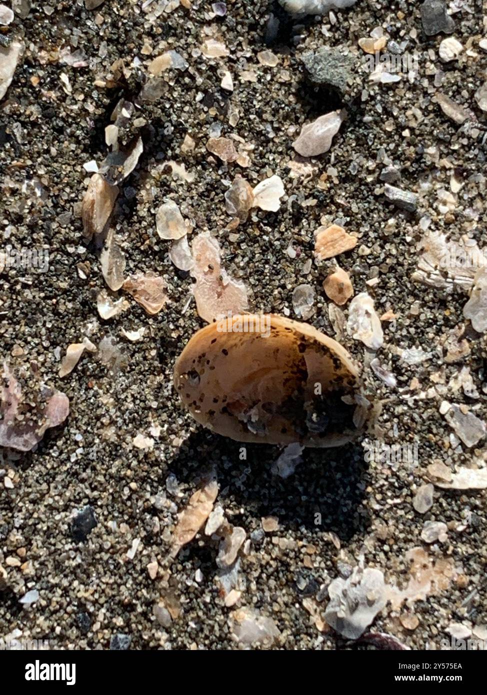 Convex Slippersnail (Crepidula convexa) Mollusca Stock Photo - Alamy