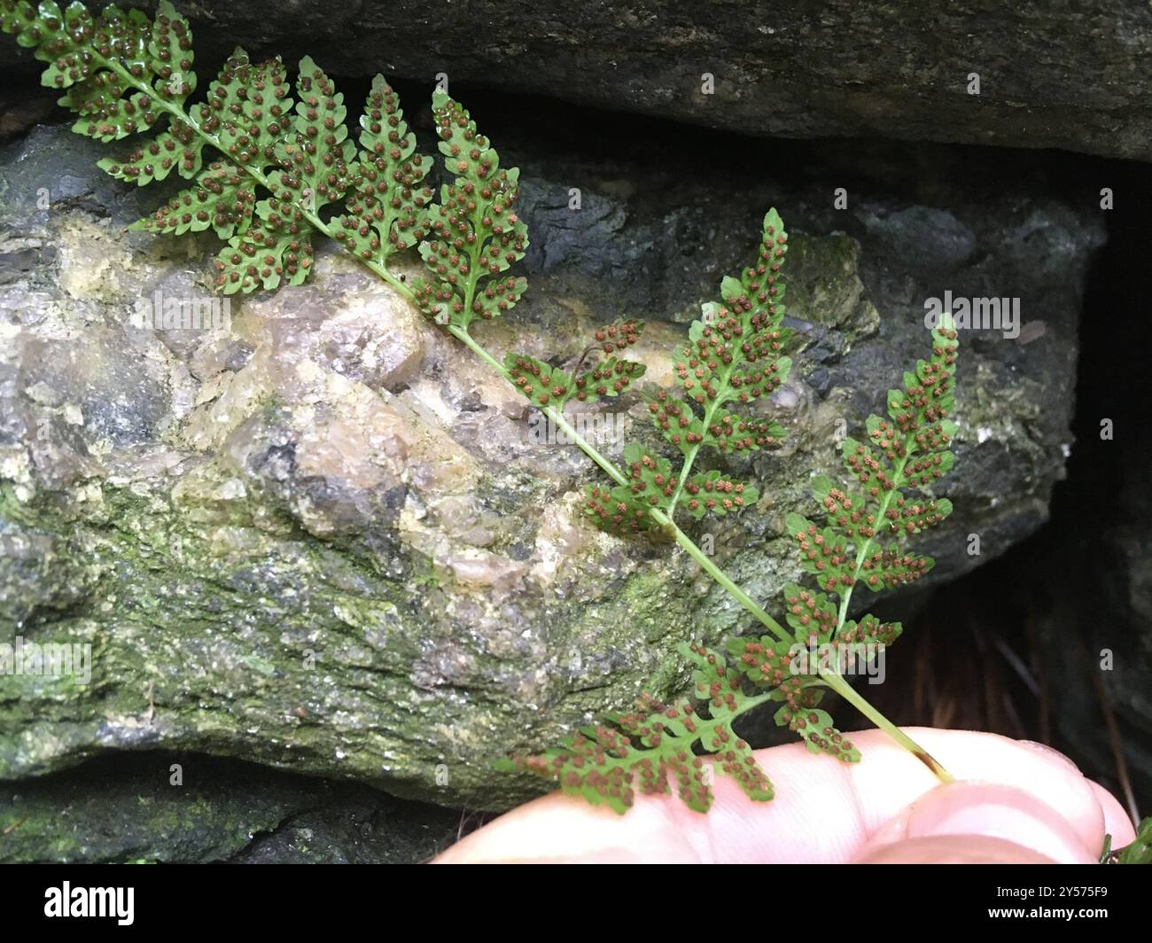 brittle bladderfern (Cystopteris fragilis) Plantae Stock Photo - Alamy