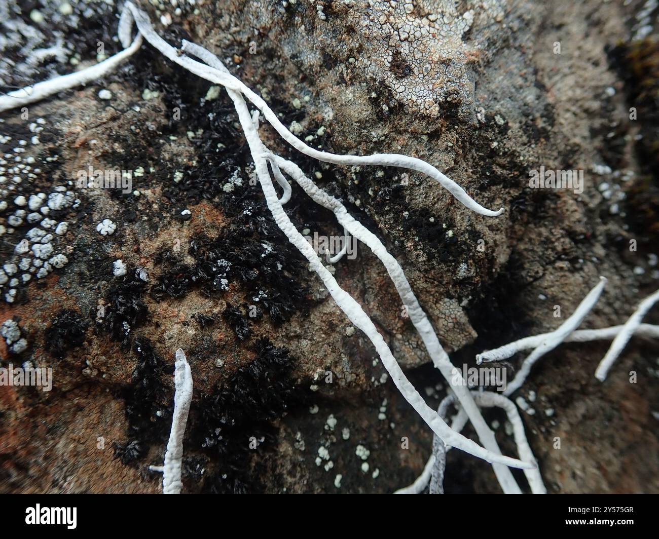 Whiteworm Lichen (Thamnolia vermicularis) Fungi Stock Photo - Alamy