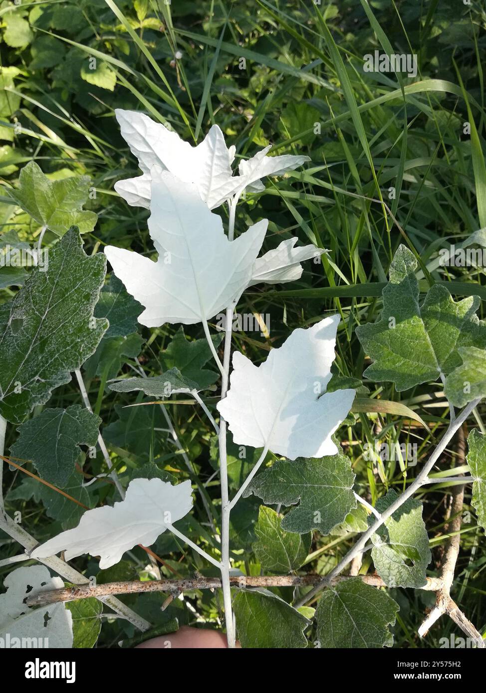 white poplar (Populus alba) Plantae Stock Photo - Alamy