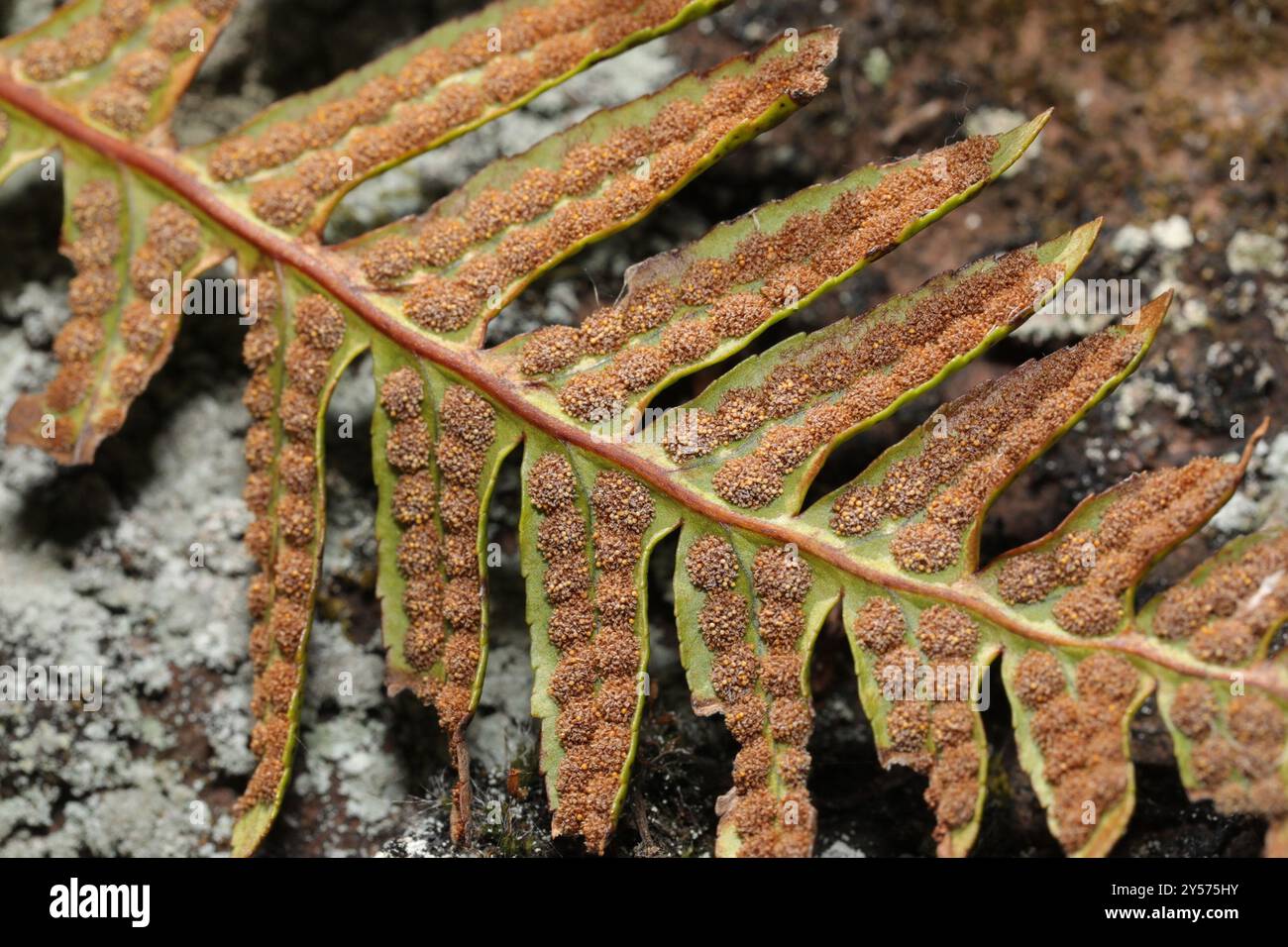 common polypody (Polypodium vulgare) Plantae Stock Photo - Alamy