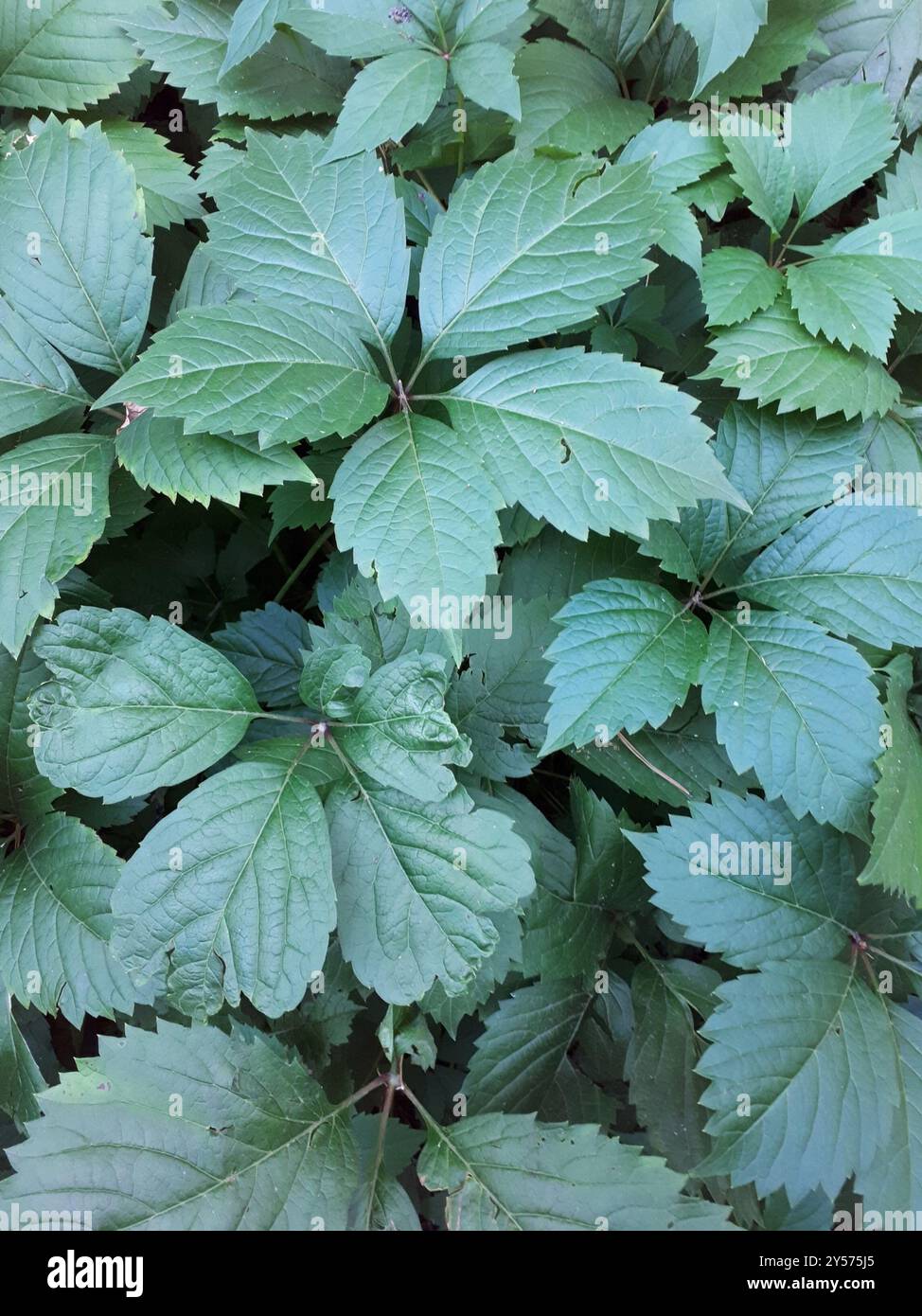 thicket creeper (Parthenocissus inserta) Plantae Stock Photo - Alamy