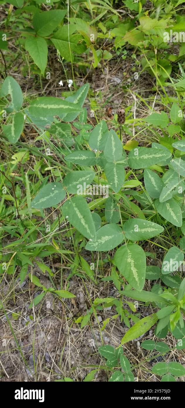Tweedy's tick clover (Desmodium tweedyi) Plantae Stock Photo - Alamy