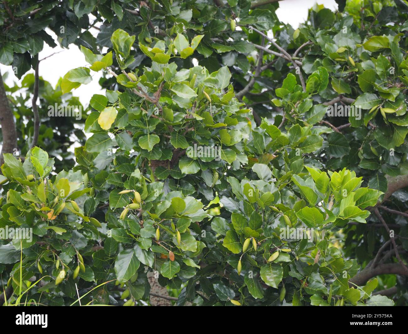 Indian beech tree (Millettia pinnata) Plantae Stock Photo - Alamy