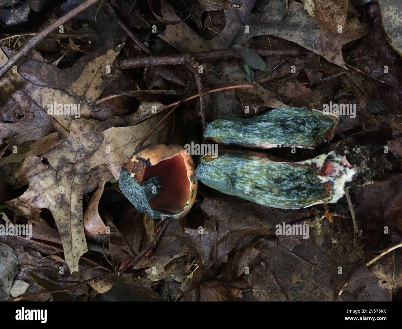Red-mouth Bolete (Neoboletus subvelutipes) Fungi Stock Photo - Alamy