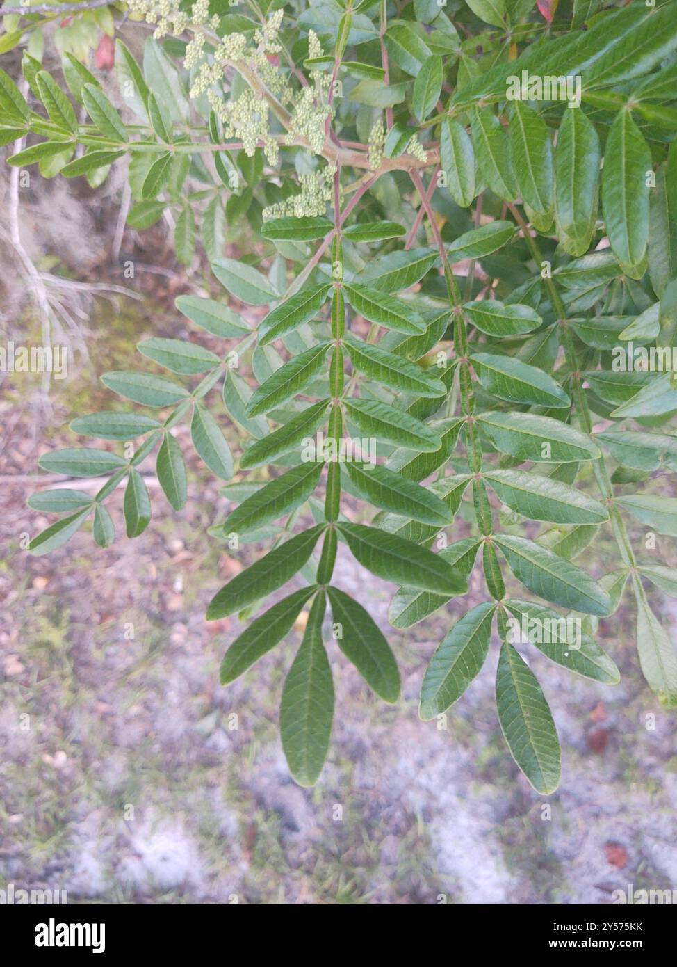 shining sumac (Rhus copallinum) Plantae Stock Photo - Alamy