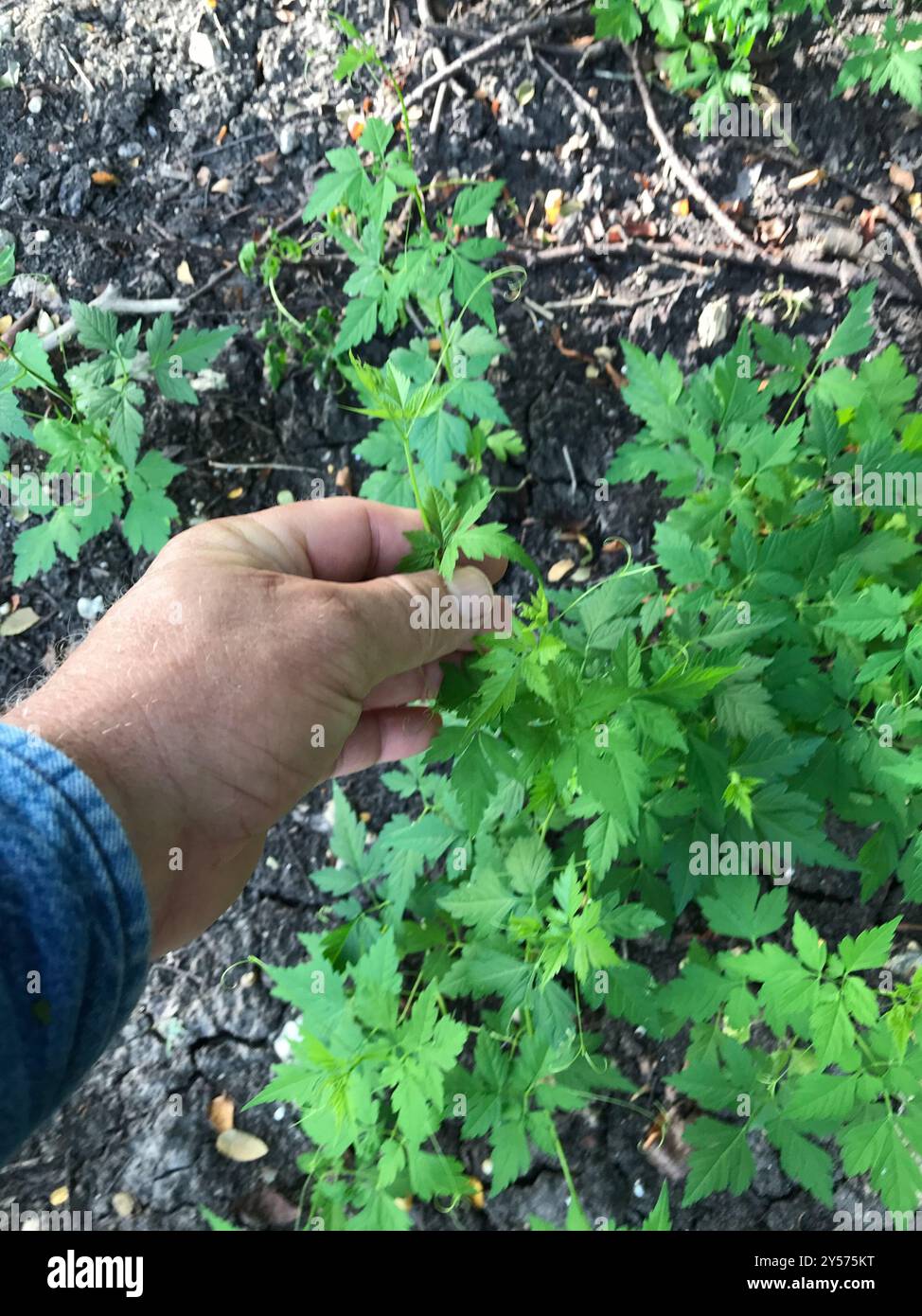 Lesser Balloon Vine (Cardiospermum halicacabum) Plantae Stock Photo - Alamy