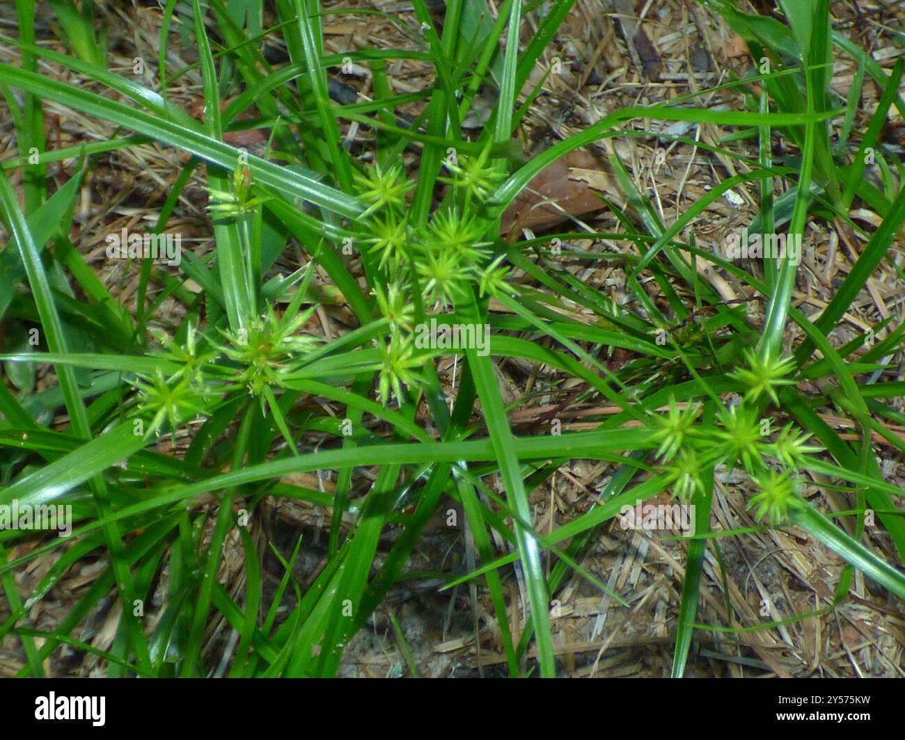 Baldwin's Flatsedge (Cyperus croceus) Plantae Stock Photo - Alamy